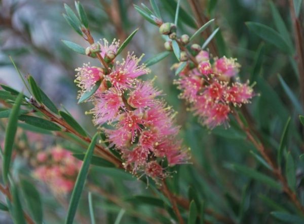 Bottlebrush Sugar Candy - Plants for Spaces