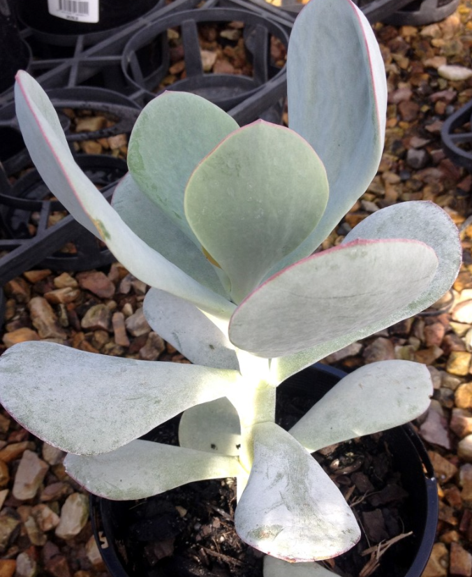 Pigs Ear (Silver Dust) - Plants for Spaces