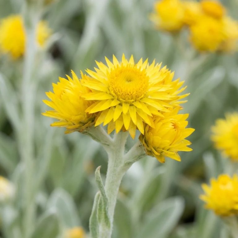 Yellow Buttons (Dwarf) - Plants for Spaces