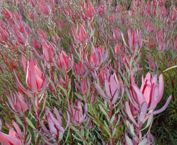 Leucadendron Red Countess (Rich crimson colour with true garden royalty ...