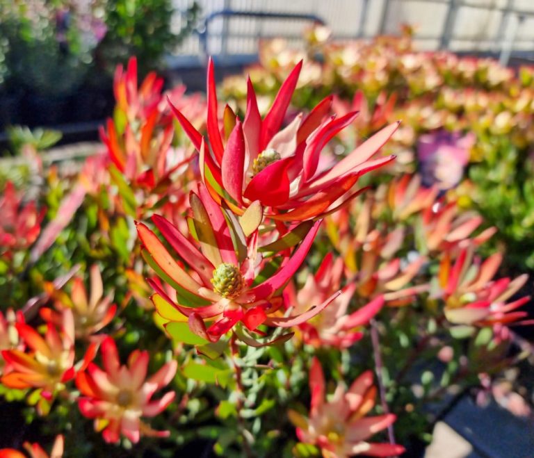 Leucadendron Red Devil (Fiery scarlet colour that steals the spotlight ...