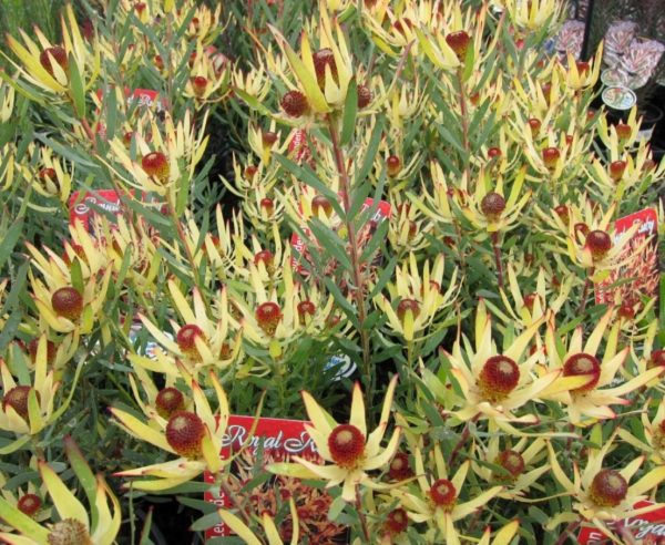 Leucadendron Royal Ruby (Rich ruby colour with true royal garden appeal ...