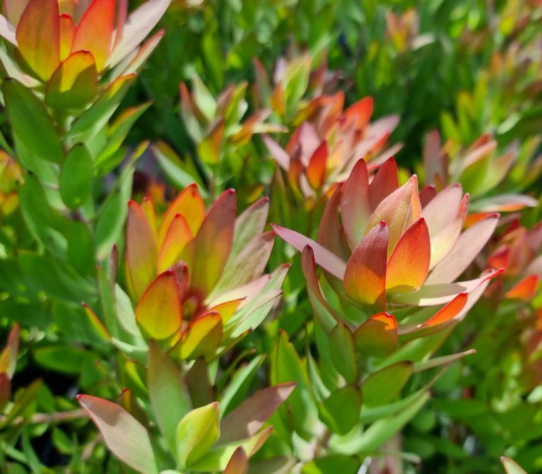 Leucadendron Spring Blaze (Fiery colour that bursts into life each ...
